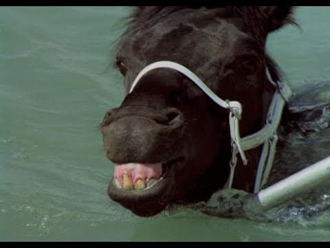 A Race of horses | Kit Denton | 1974 | ACMI collection | ACMI: Your ...