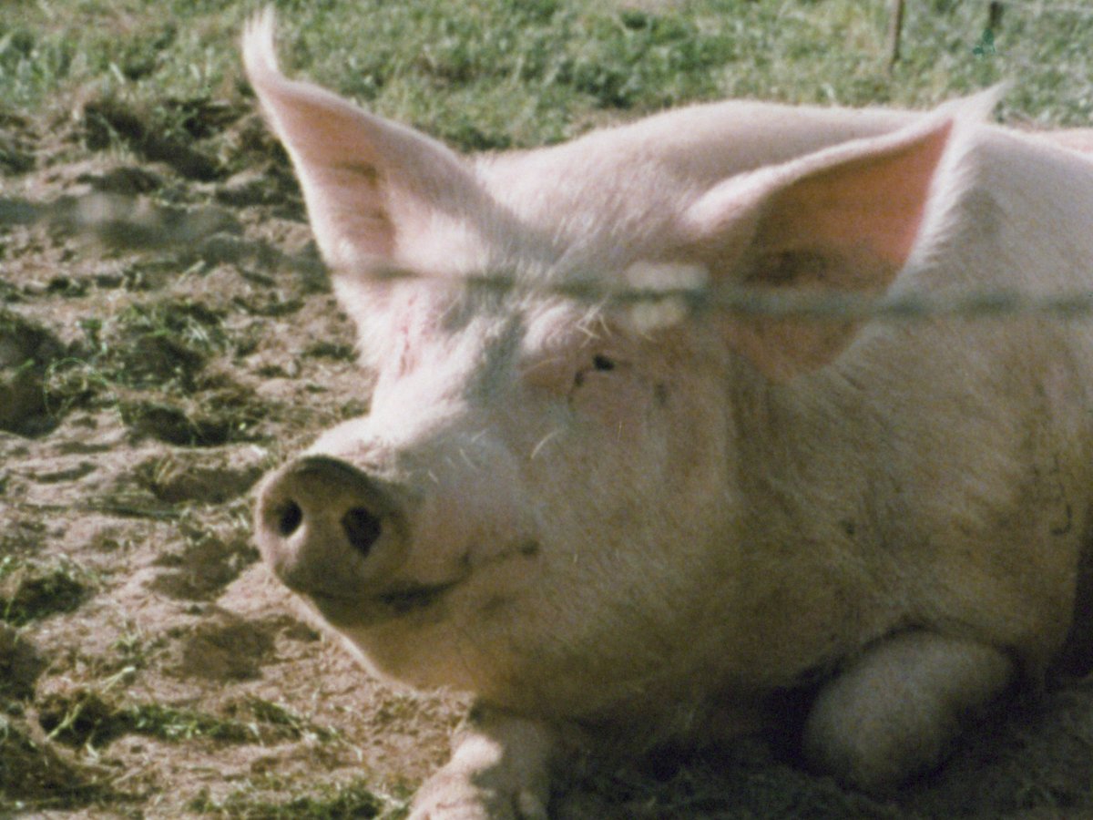 This little pig went to market | Ron Saunders | 1977 | ACMI collection ...