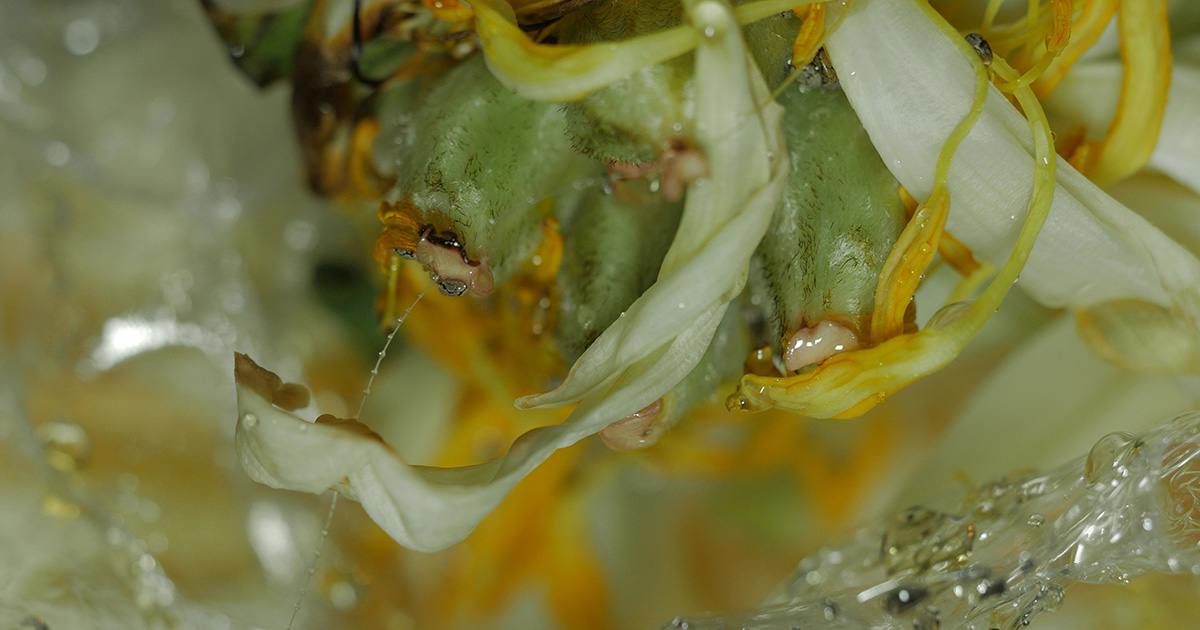 Laura Duffy: Spawn | 1 Dec 2021 – 6 Mar 2022 Online exhibition Gallery ...