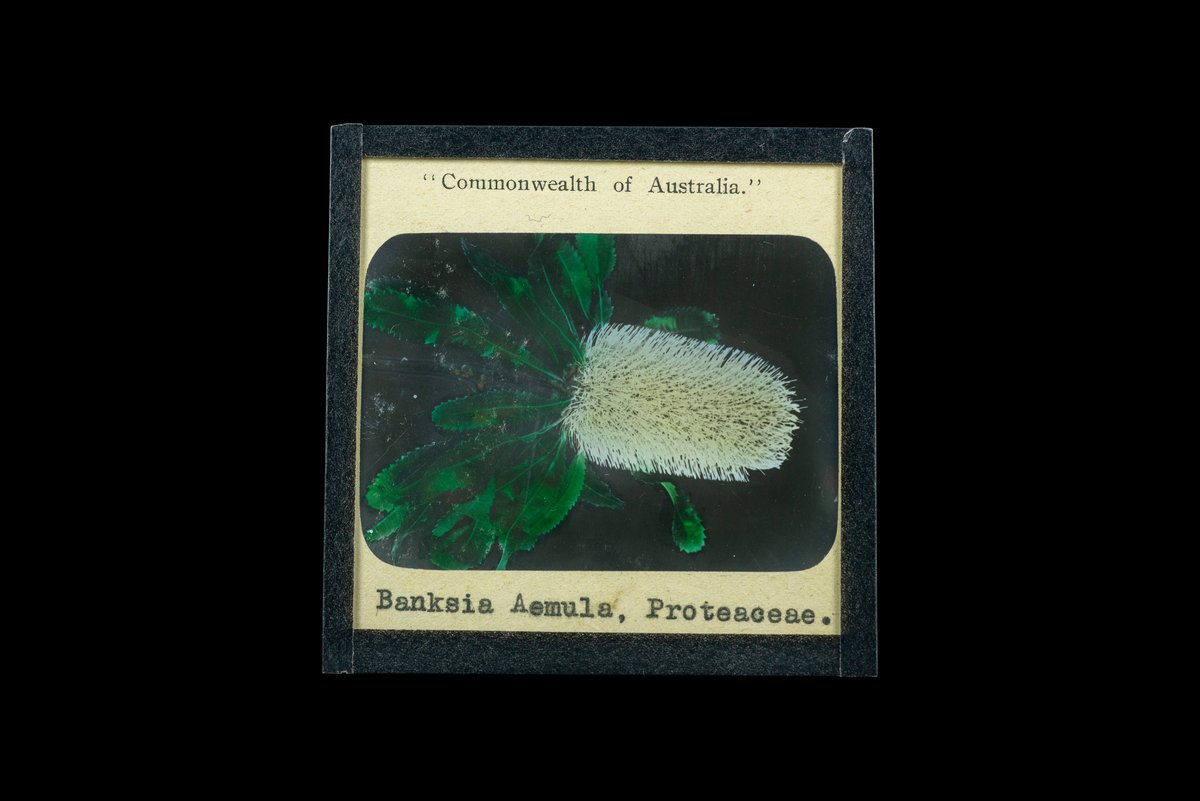 Still life slides featuring flowers | ACMI collection | ACMI: Your ...