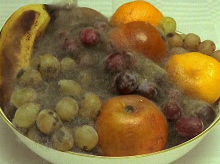 Time-lapse footage of decomposing rat | Oxford Scientific Films | ACMI ...