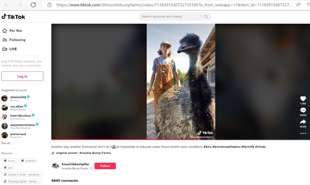 TikTok’s newest cute animal to become a viral sensation is an attention ...