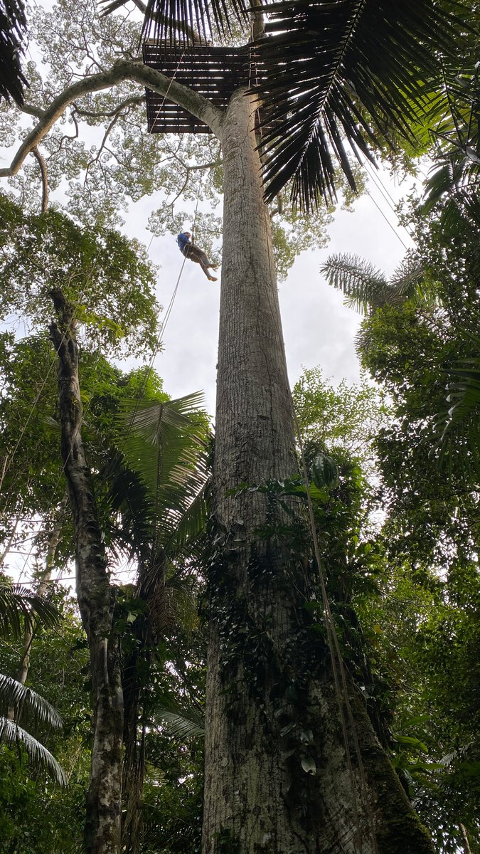 Ceiba tree field research photos from the Amazon rainforest | 2020 ...