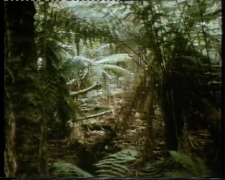 Kingdom of the Lyrebird | David Corke | 1984 | ACMI collection | ACMI ...