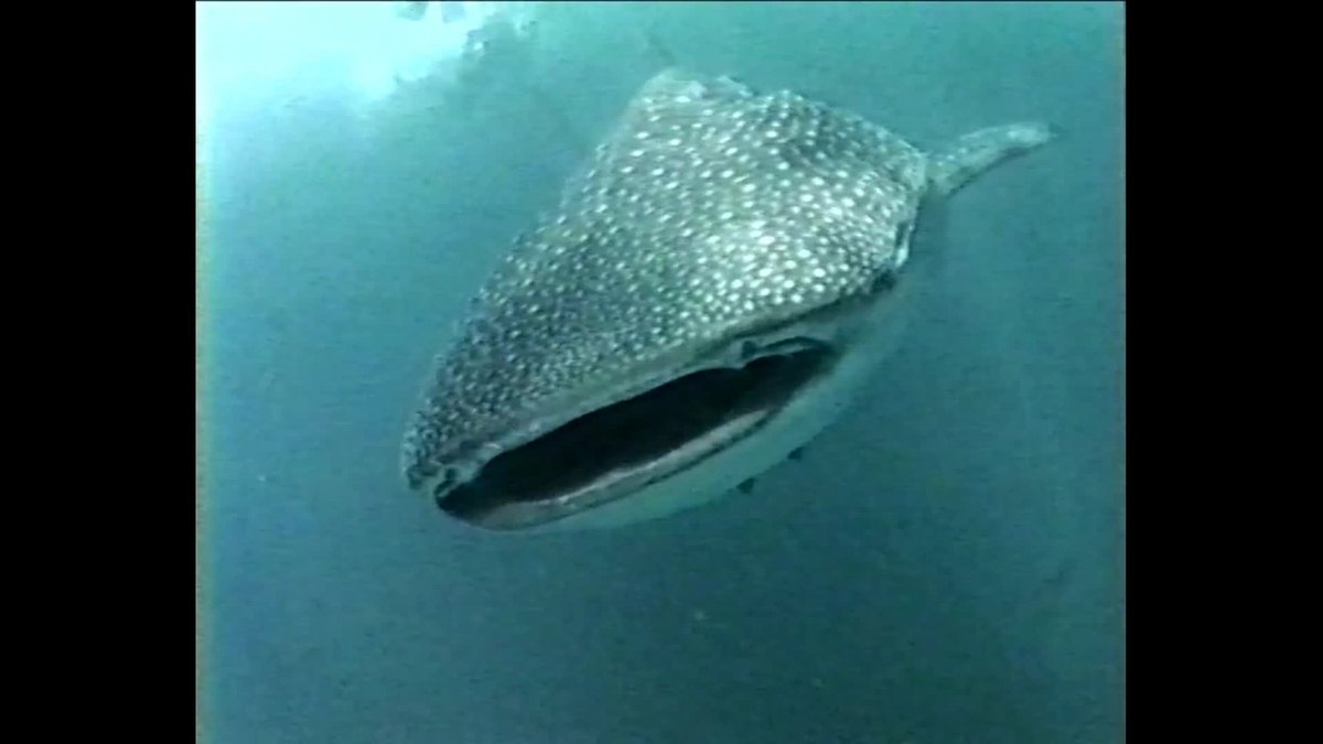Shadow on the reef. Turning turtle. | Richard Dennison | 1992 | ACMI ...