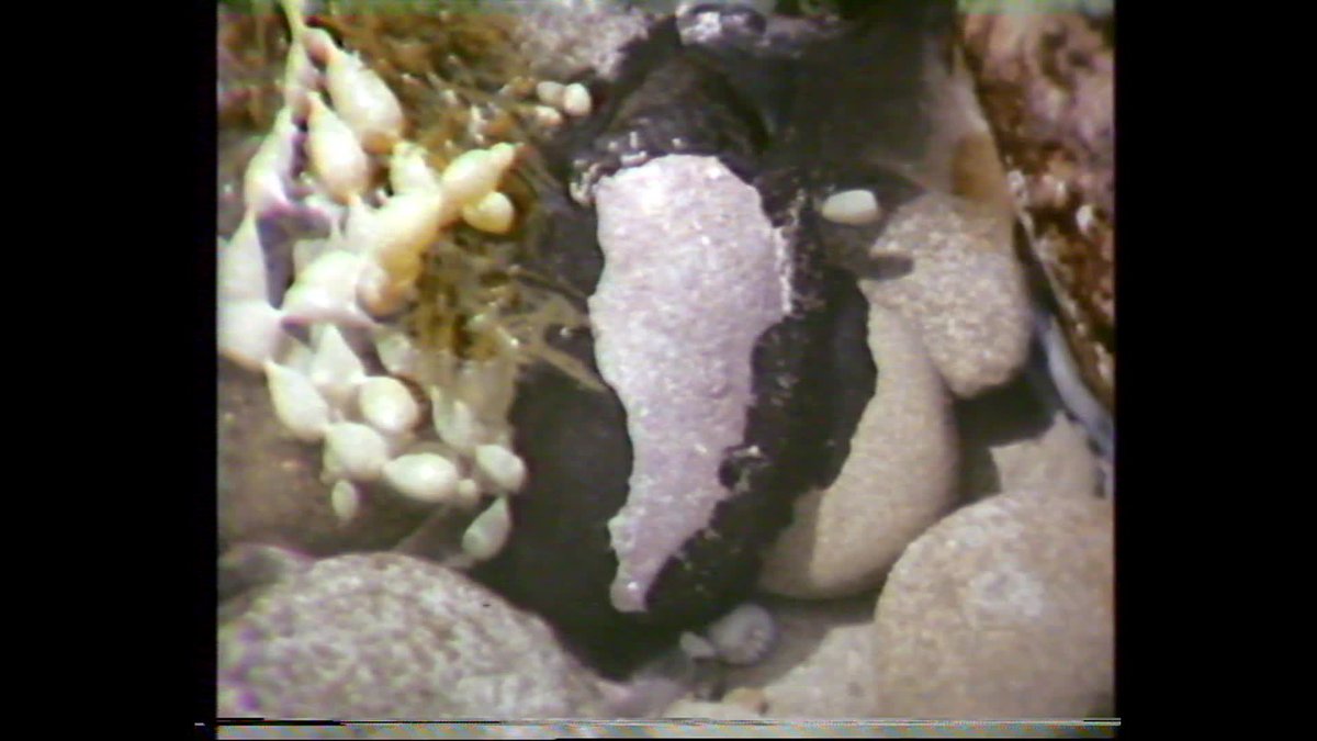 Victoria the Garden State | ACMI collection | ACMI: Your museum of ...