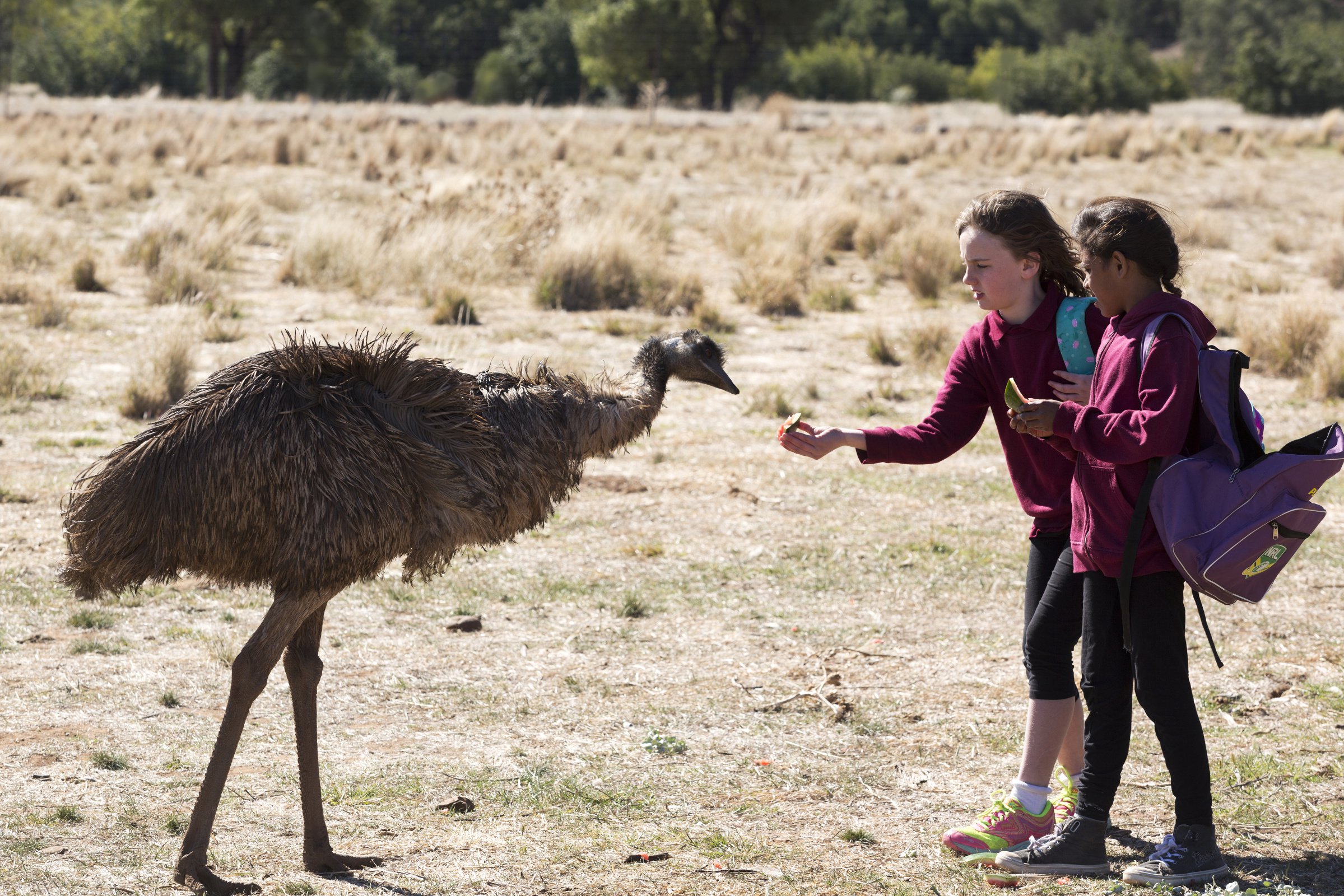 Study guide: Emu Runner | ACMI: Your museum of screen culture